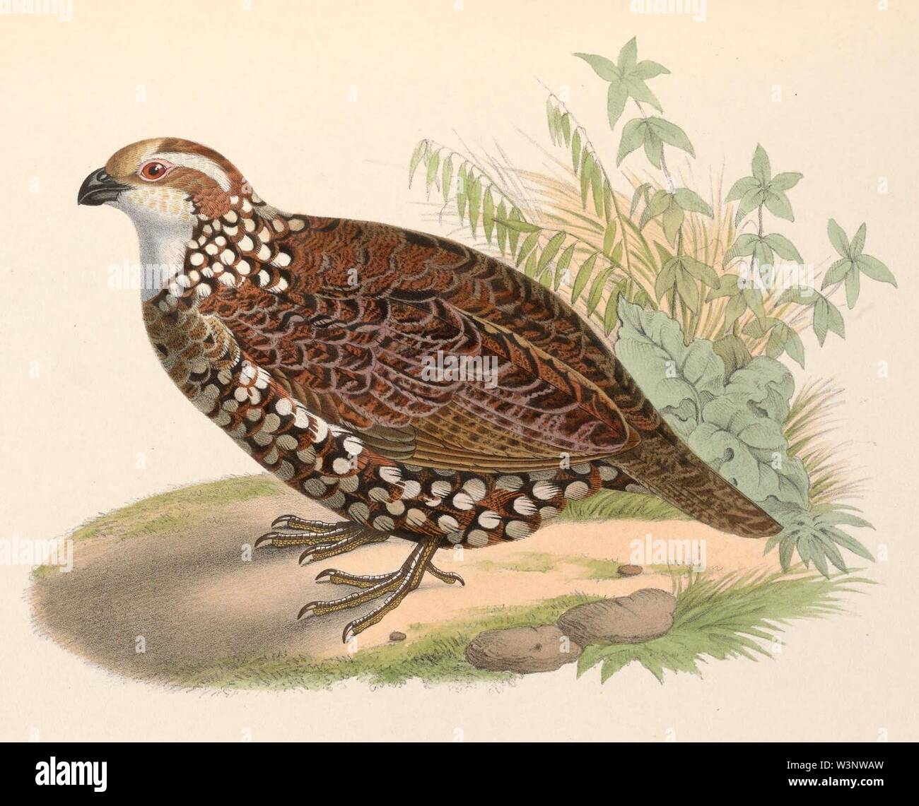 Leucopogon hi-res stock photography and images - Alamy