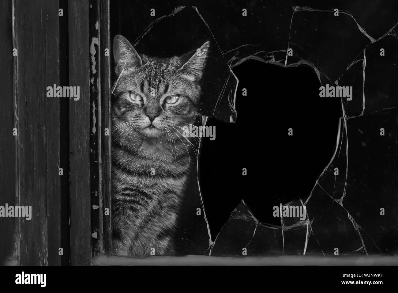 Tabby cat looking through a broken window. black and white image Stock ...