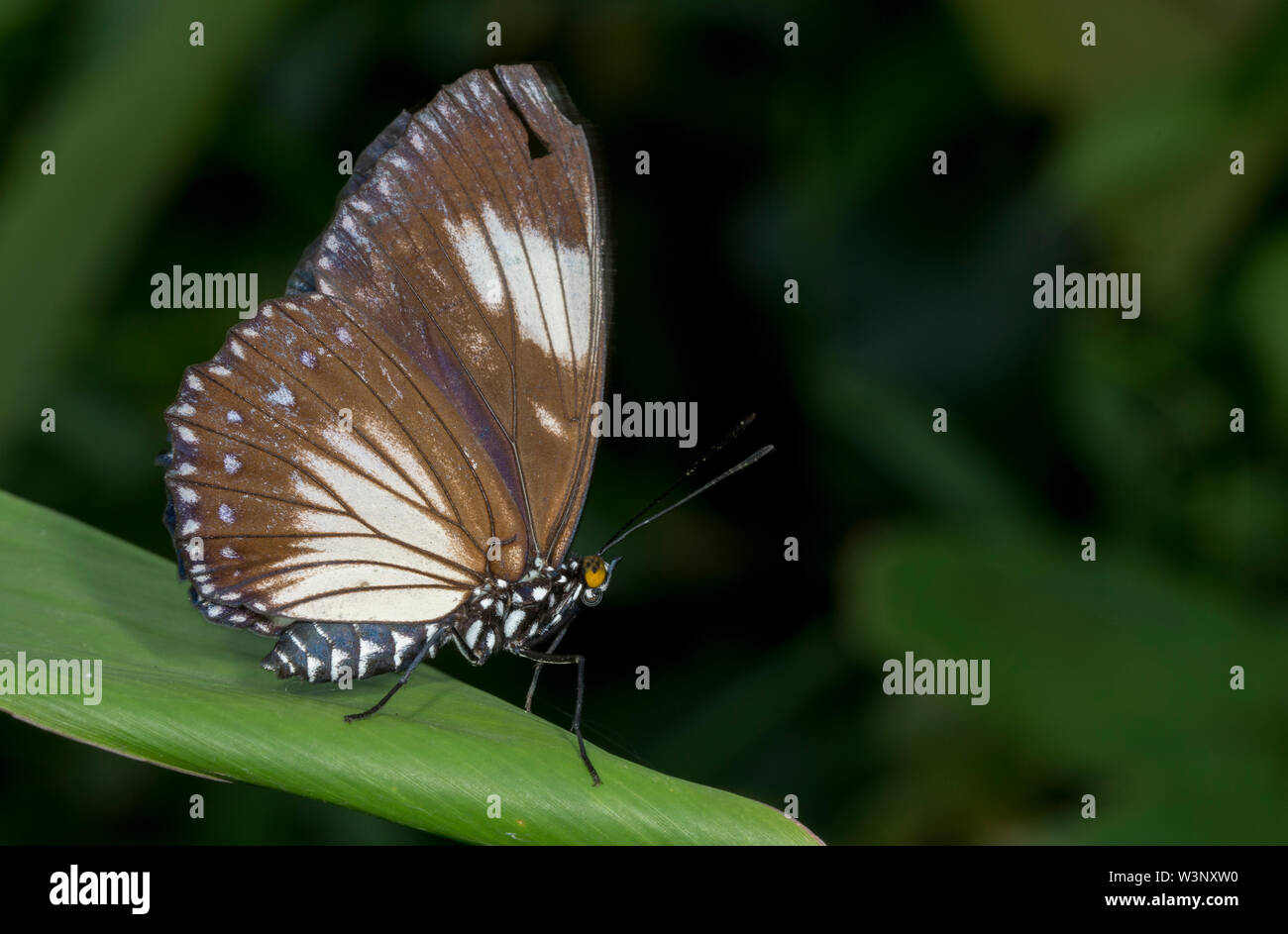 High altitude butterfly hi-res stock photography and images - Alamy