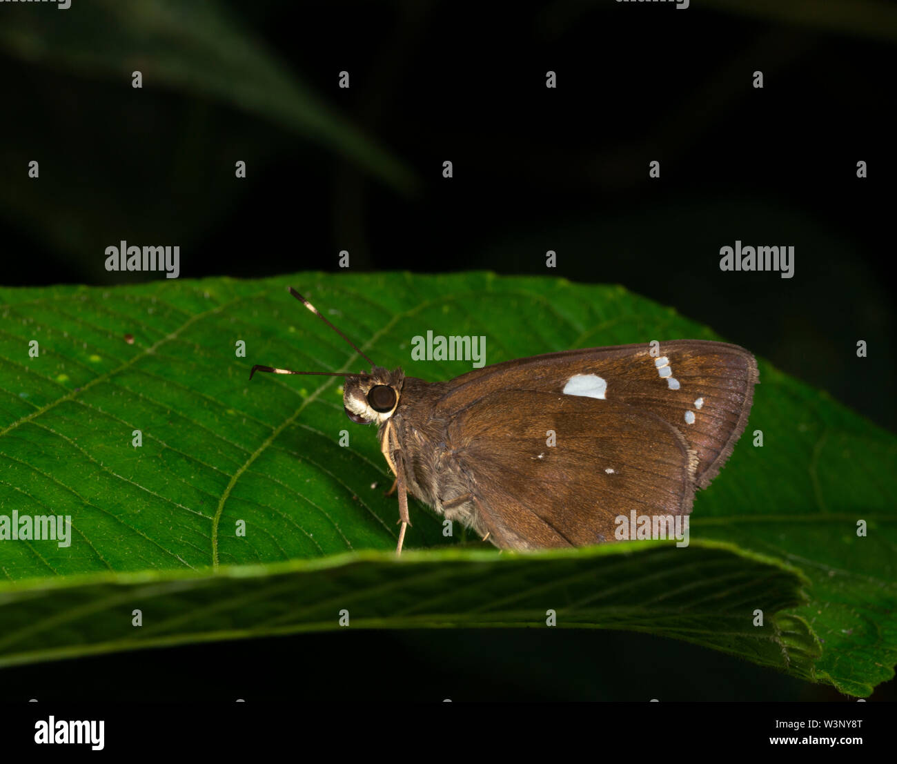 Restricted demon butterfly hi-res stock photography and images - Alamy