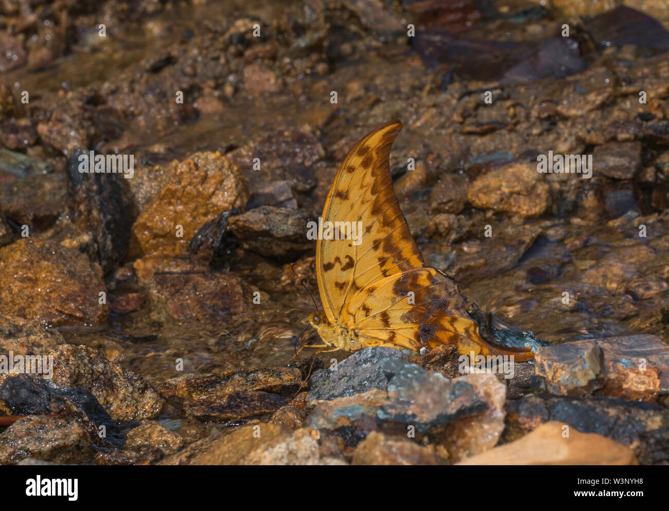 Yellow Gorgon Butterfly at Garo Hills,Meghalaya,India Stock Photo - Alamy