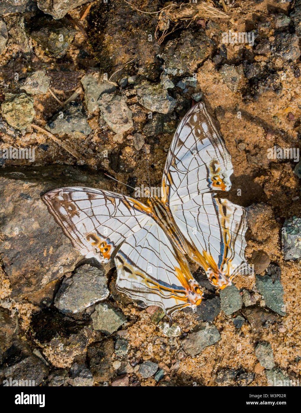 Common Map Butterfly at Garo Hills,Meghalaya,India Stock Photo - Alamy