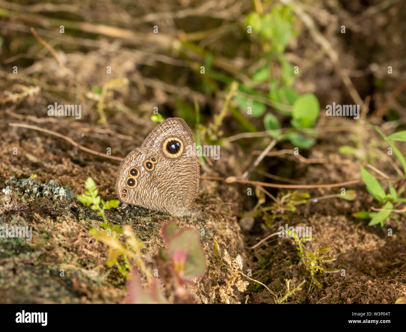 Common five ring Butterfly at Garo Hills,Meghalaya,India Stock Photo ...