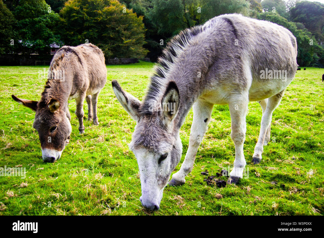 Donkeys couple hi-res stock photography and images - Alamy