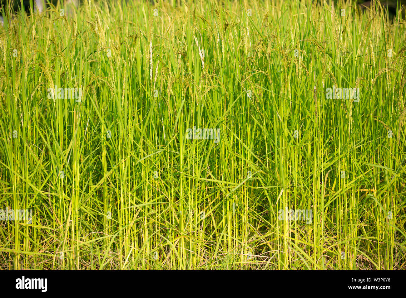 Rice countryside hi-res stock photography and images - Alamy
