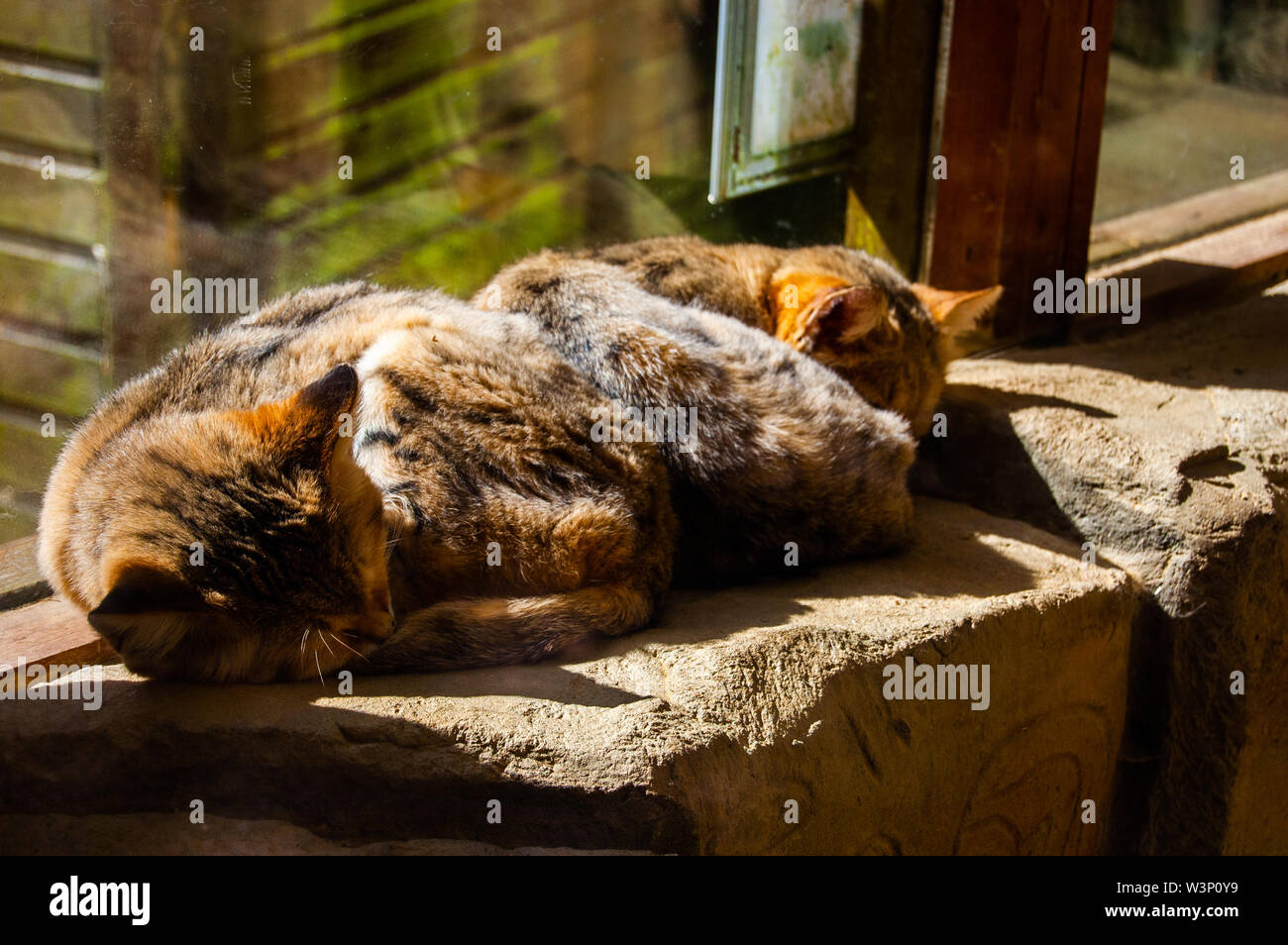 Pair of sand cats sleeping in the sun Stock Photo - Alamy