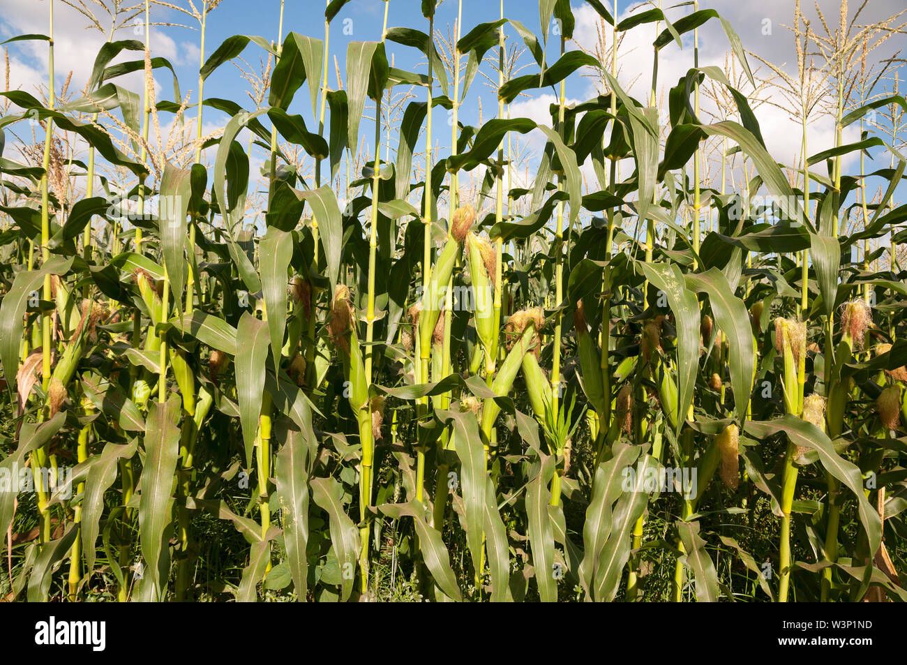 Corn field in summer time Stock Photo - Alamy