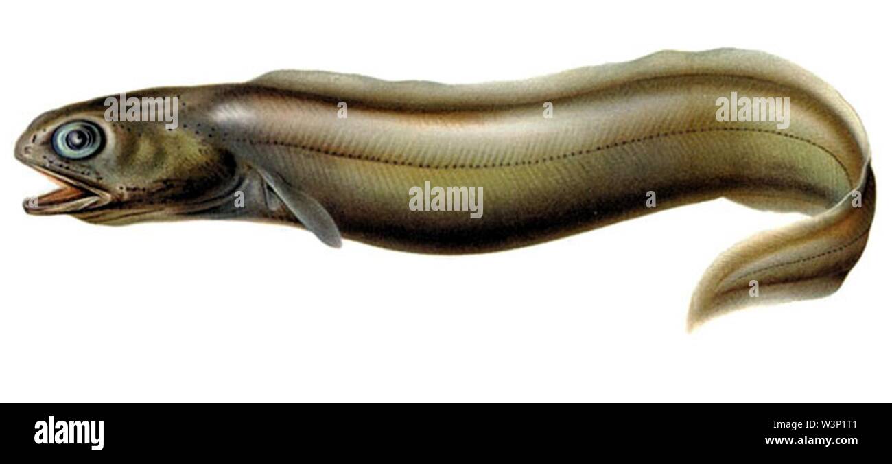 Raniceps image hi-res stock photography and images - Alamy