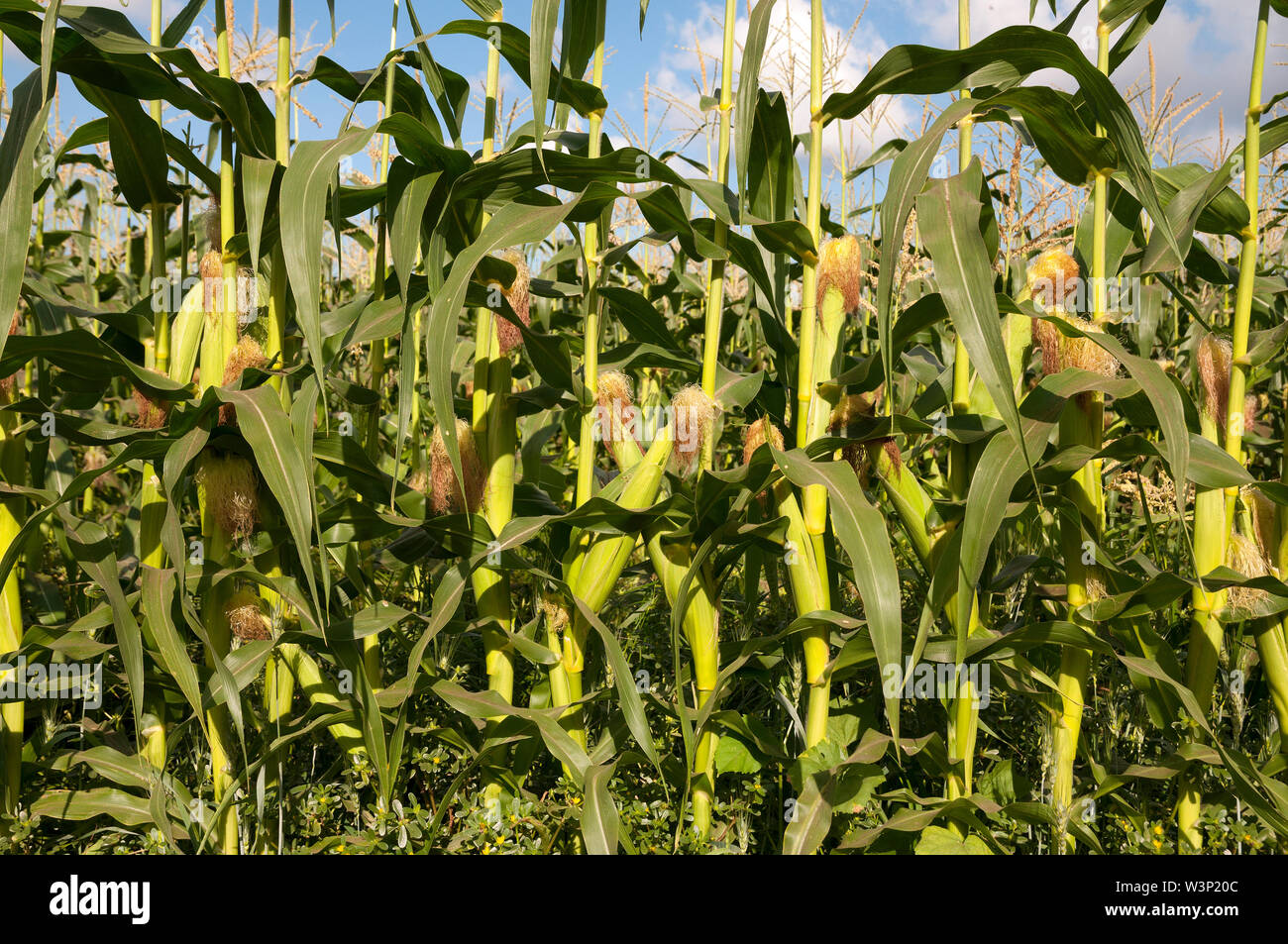 Corn field in summer time Stock Photo - Alamy