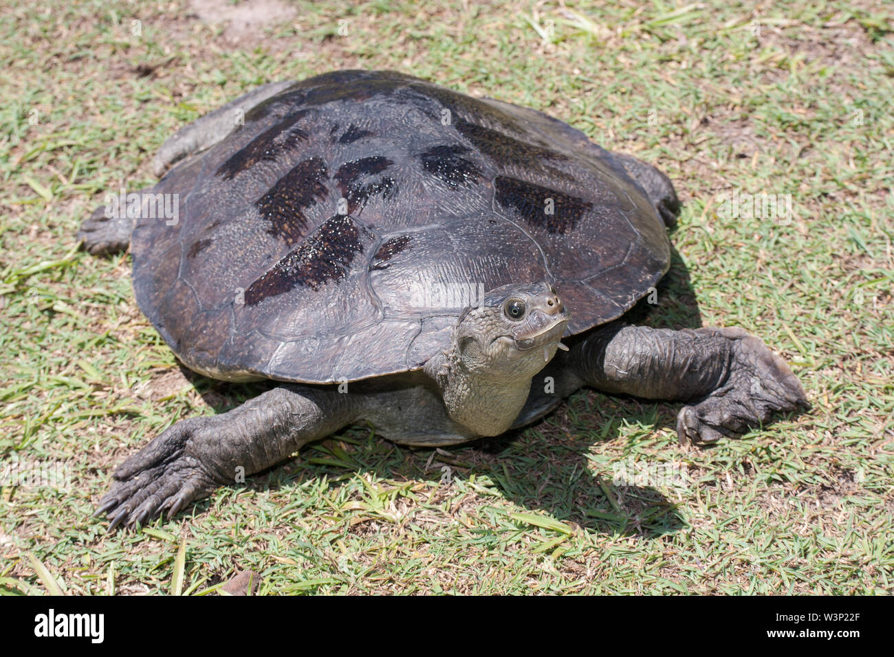 Mary River Turtle Tail