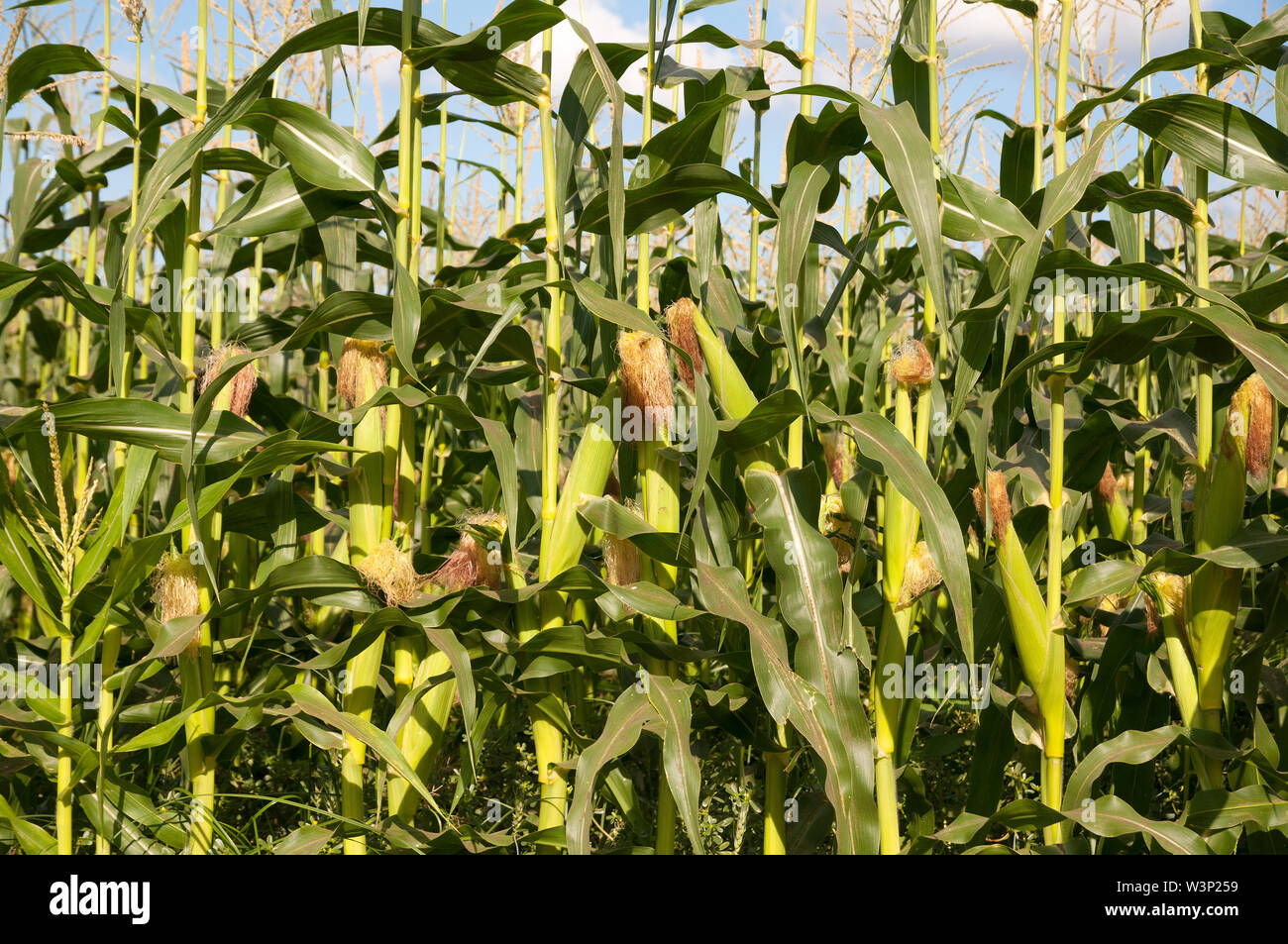 Corn field in summer time Stock Photo - Alamy