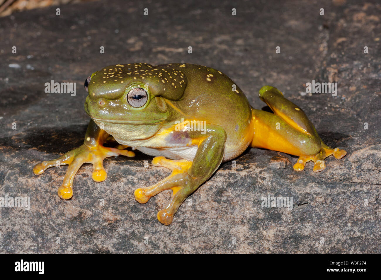 Litoria Splendida High Resolution Stock Photography and Images - Alamy