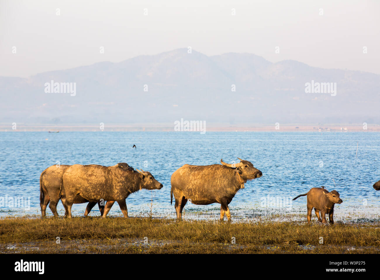 Thai swamp buffalo hi-res stock photography and images - Alamy