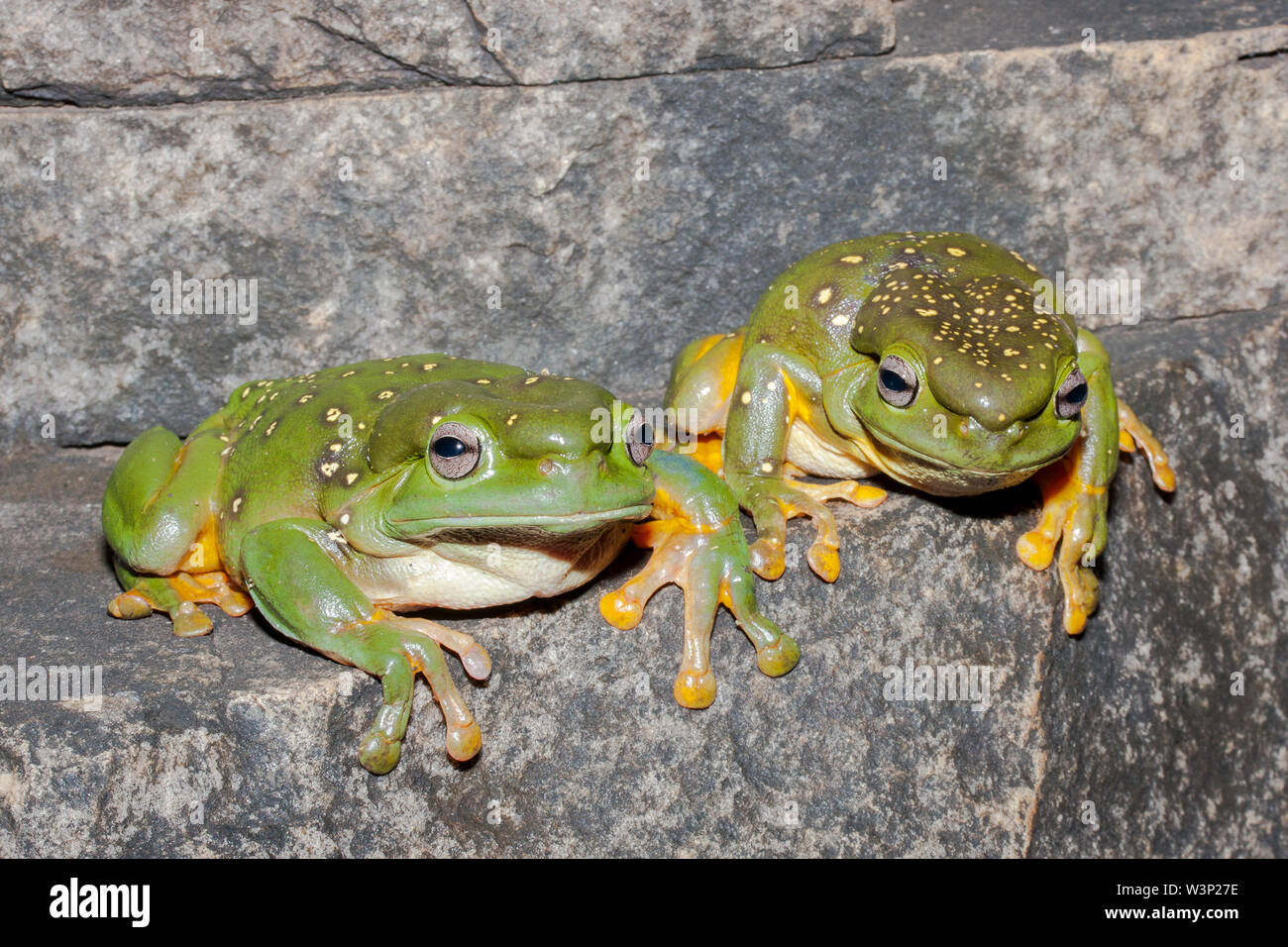 Magnificent Tree Frog Stock Photo - Alamy