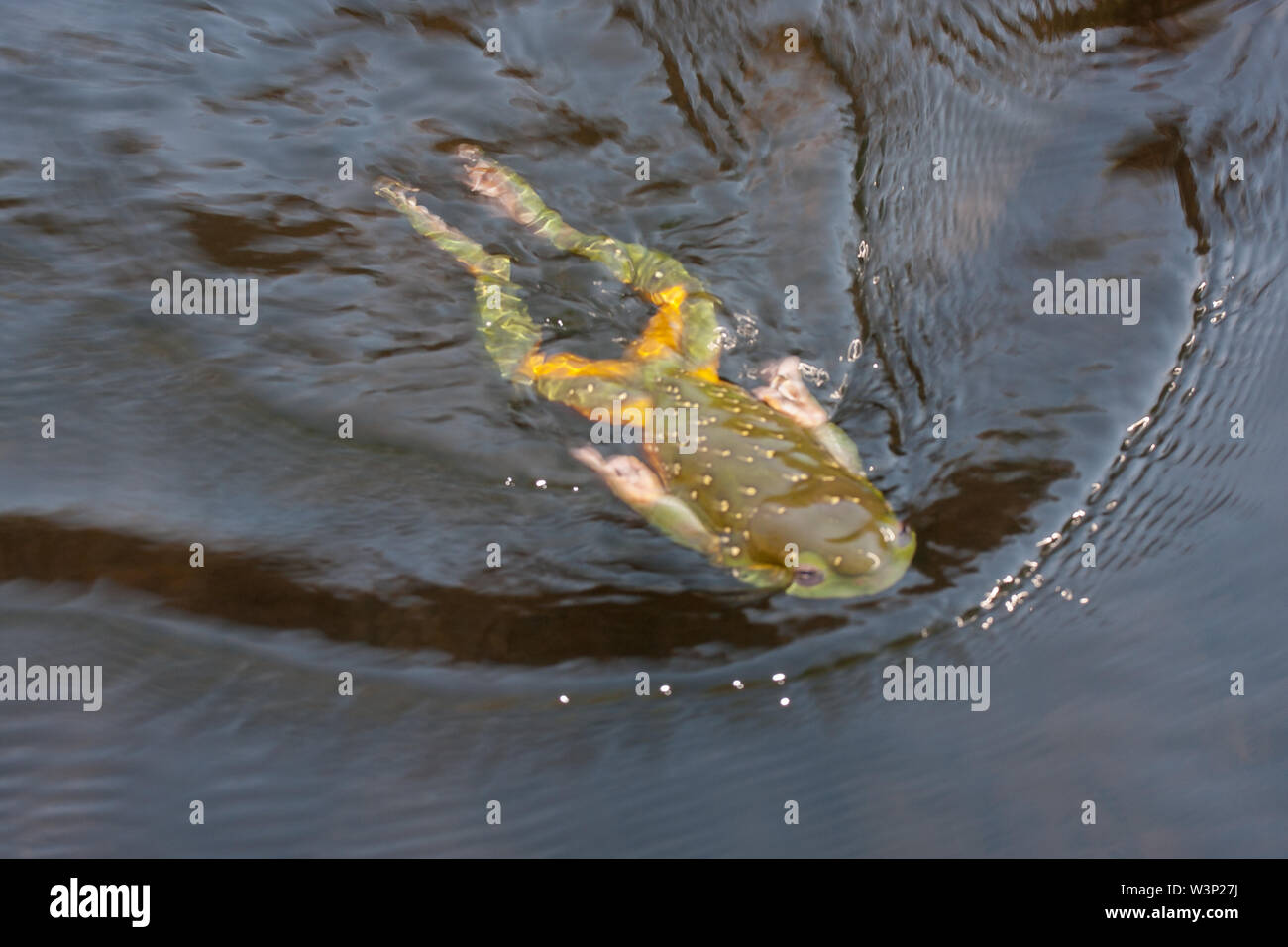 Magnificent tree frog hi-res stock photography and images - Alamy