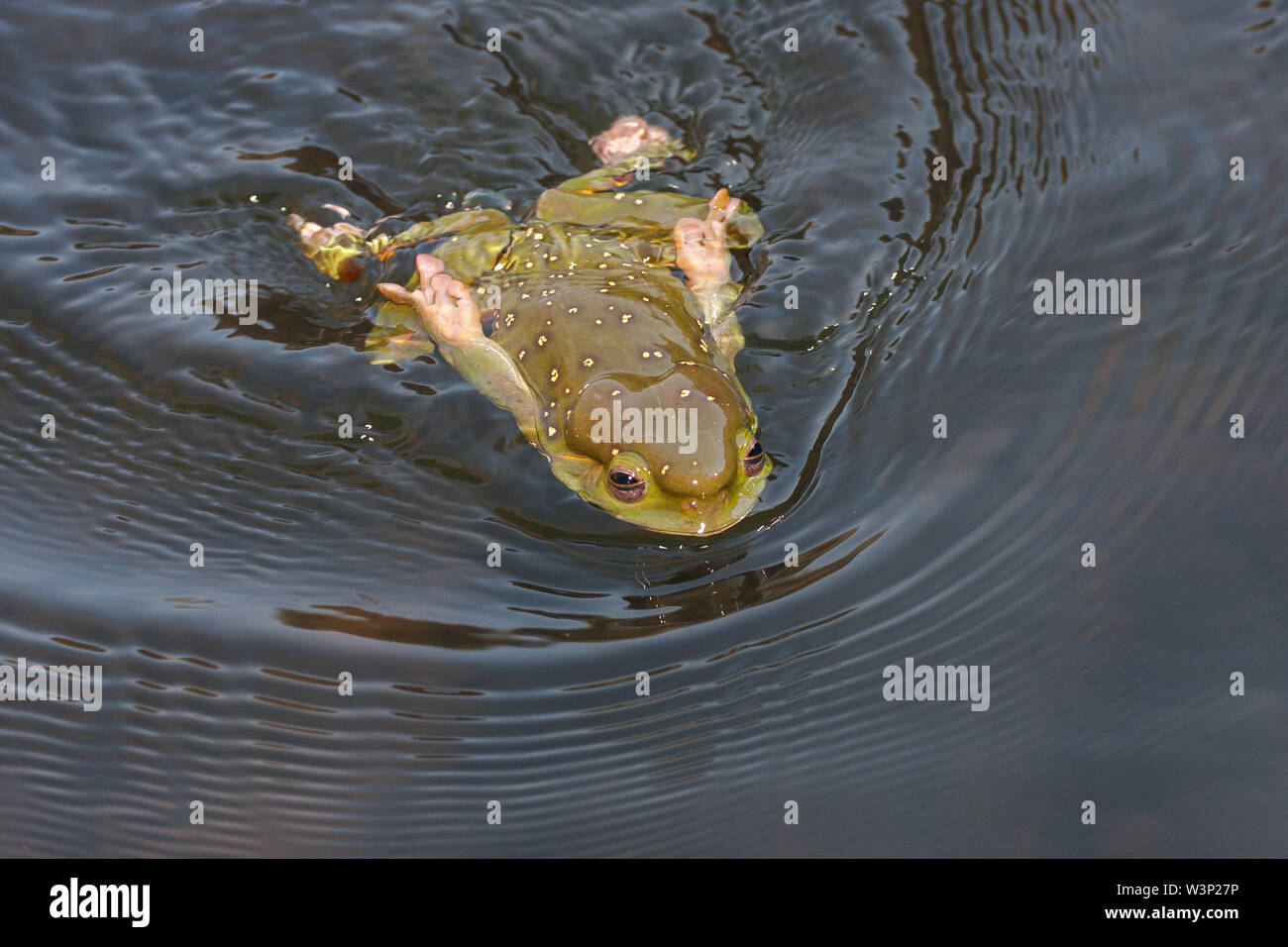 Magnificent tree frog hi-res stock photography and images - Alamy