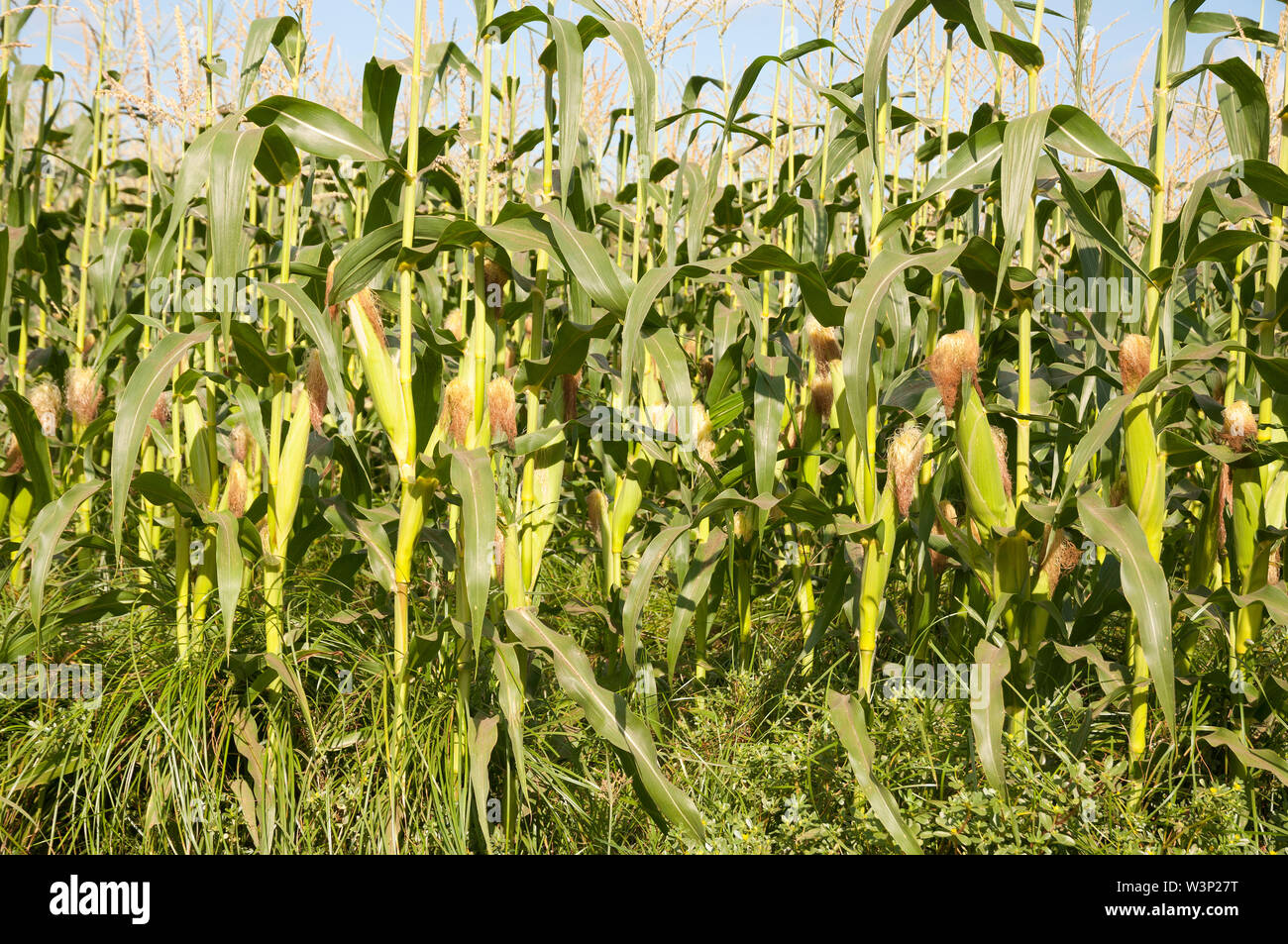 Corn field in summer time Stock Photo - Alamy