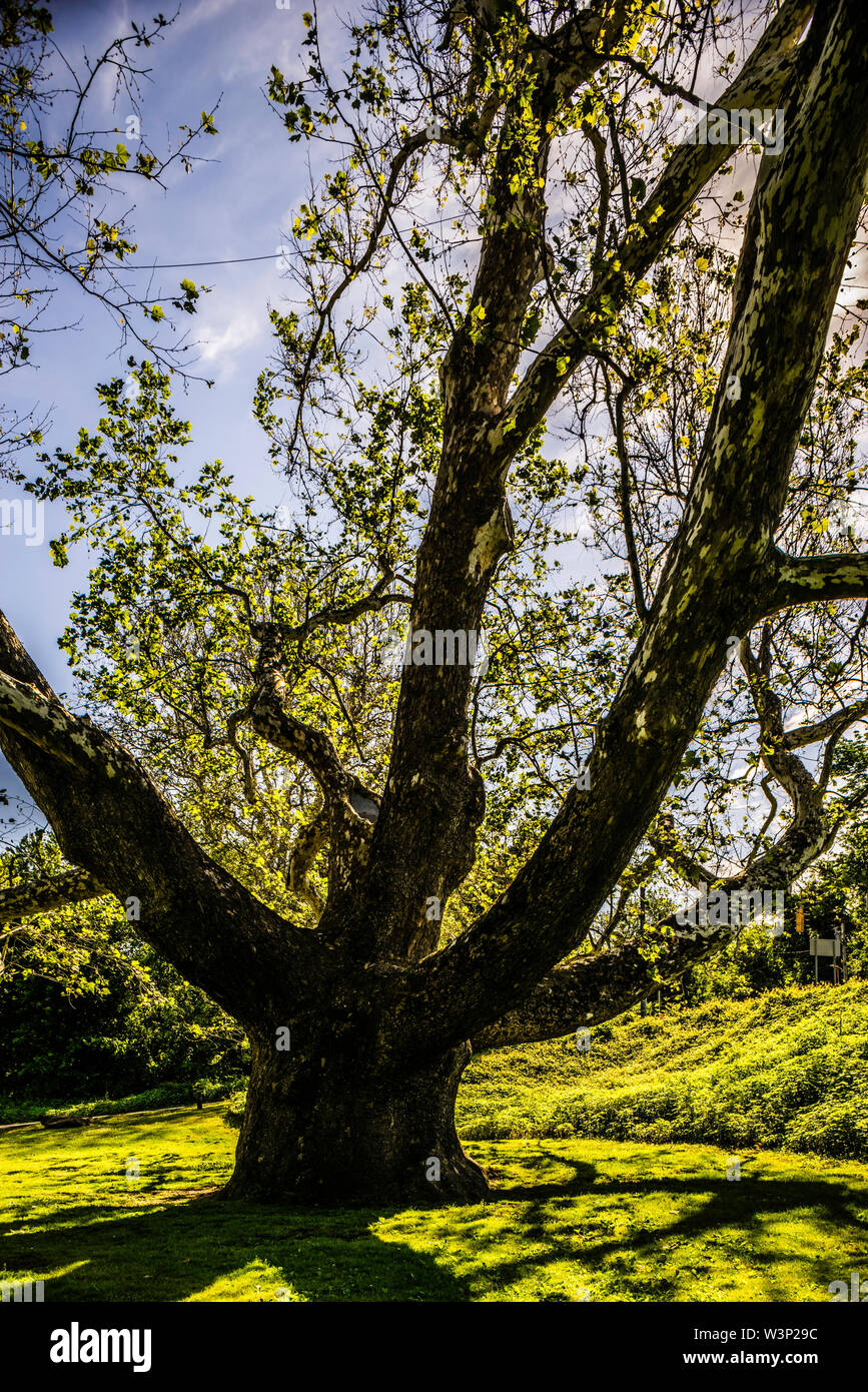 Pinchot sycamore lighting project hi-res stock photography and images ...