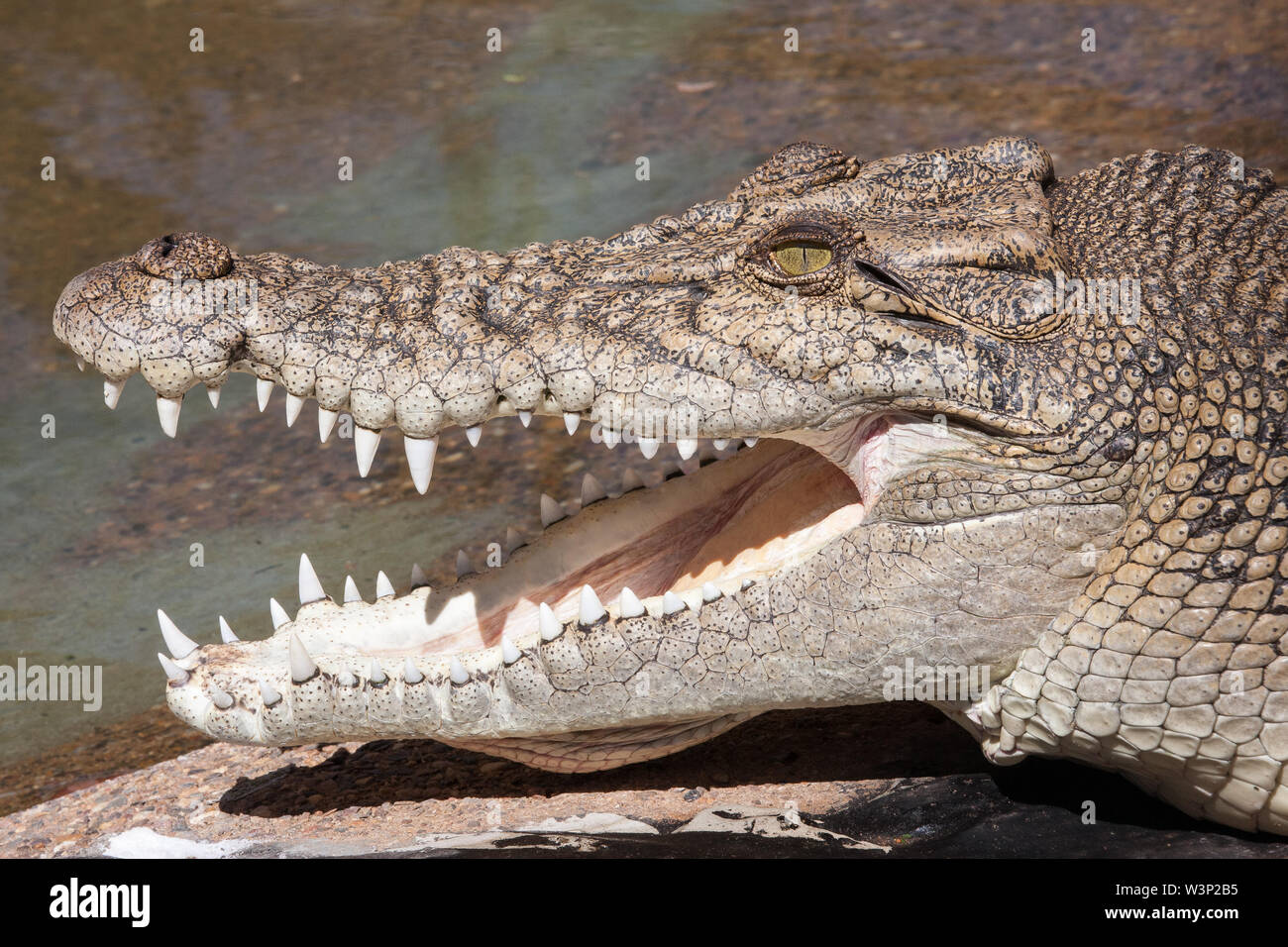 Saltwater Crocodile with mouth open Stock Photo - Alamy Saltwater Crocodile with mouth open Stock Photo - Alamy
