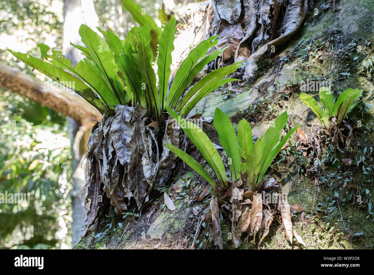 Bird Nest Fern Asplenium species Stock Photo - Alamy
