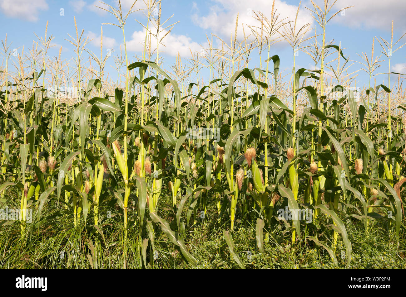 Corn field in summer time Stock Photo - Alamy