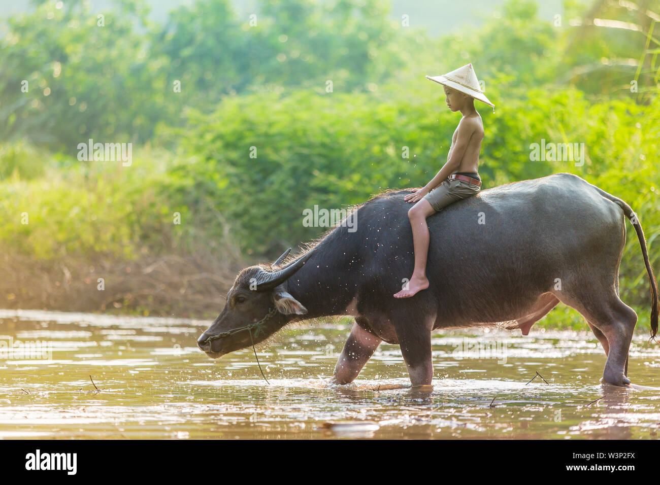 asian boy and his buffalo Stock Photo - Alamy