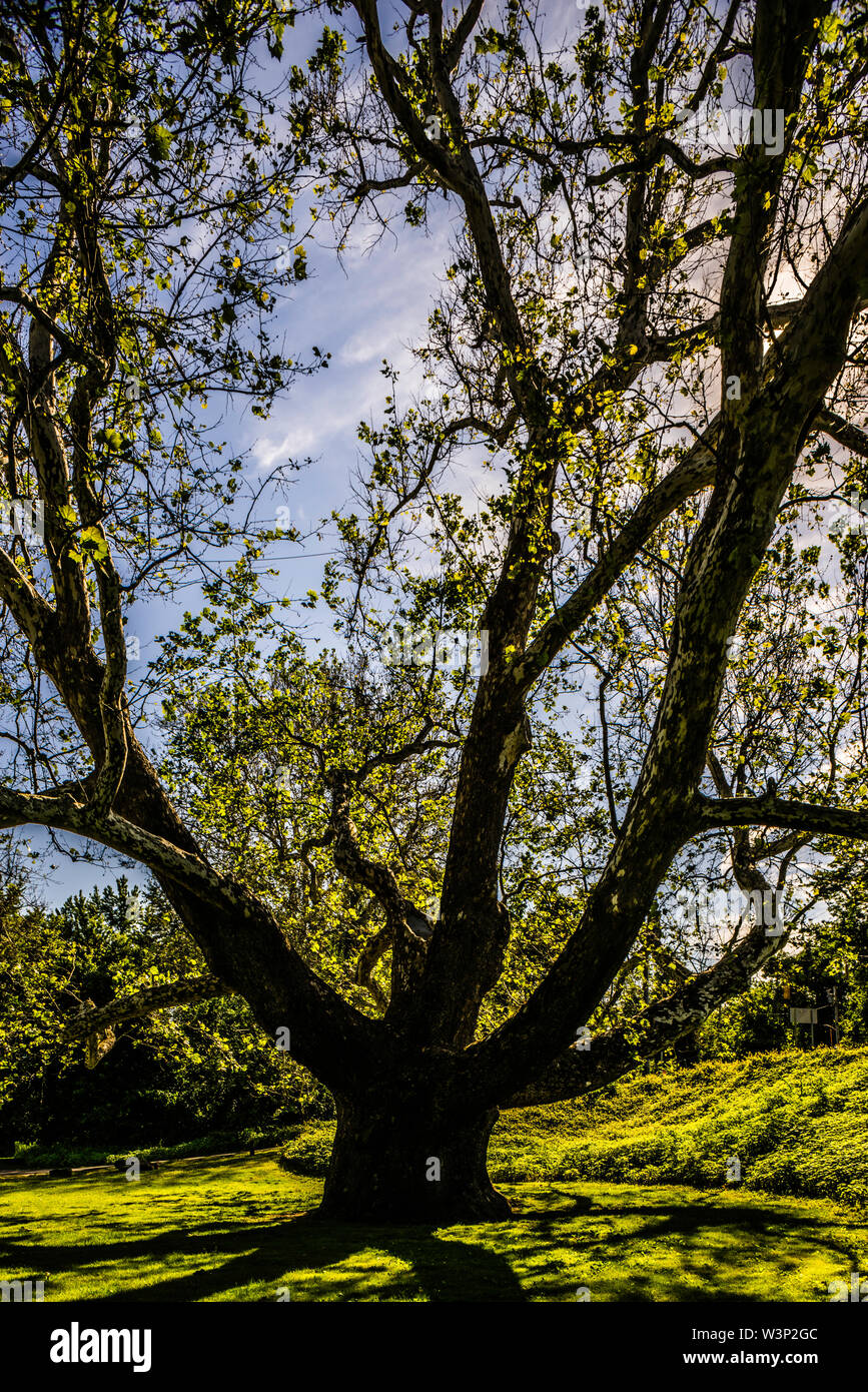 Pinchot Sycamore Simsbury, Connecticut, USA Stock Photo - Alamy