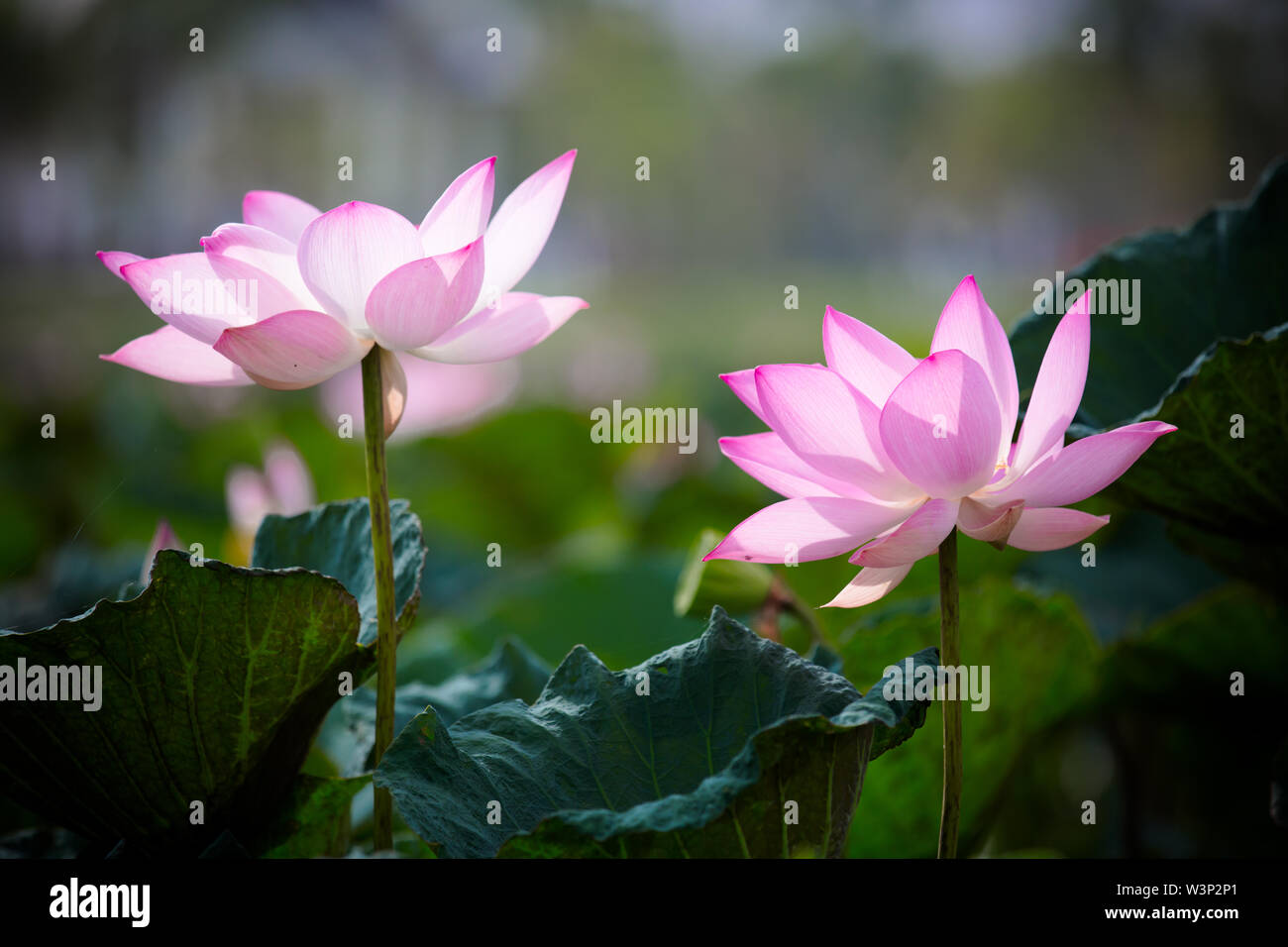 pink lous,pink lotus and leaves,group of pink lotus Stock Photo - Alamy