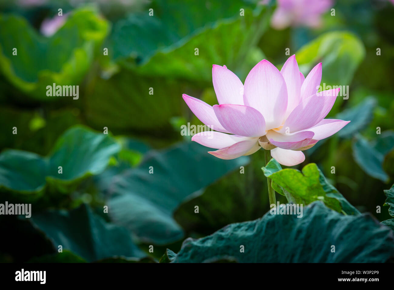 pink lous,pink lotus and leaves Stock Photo - Alamy