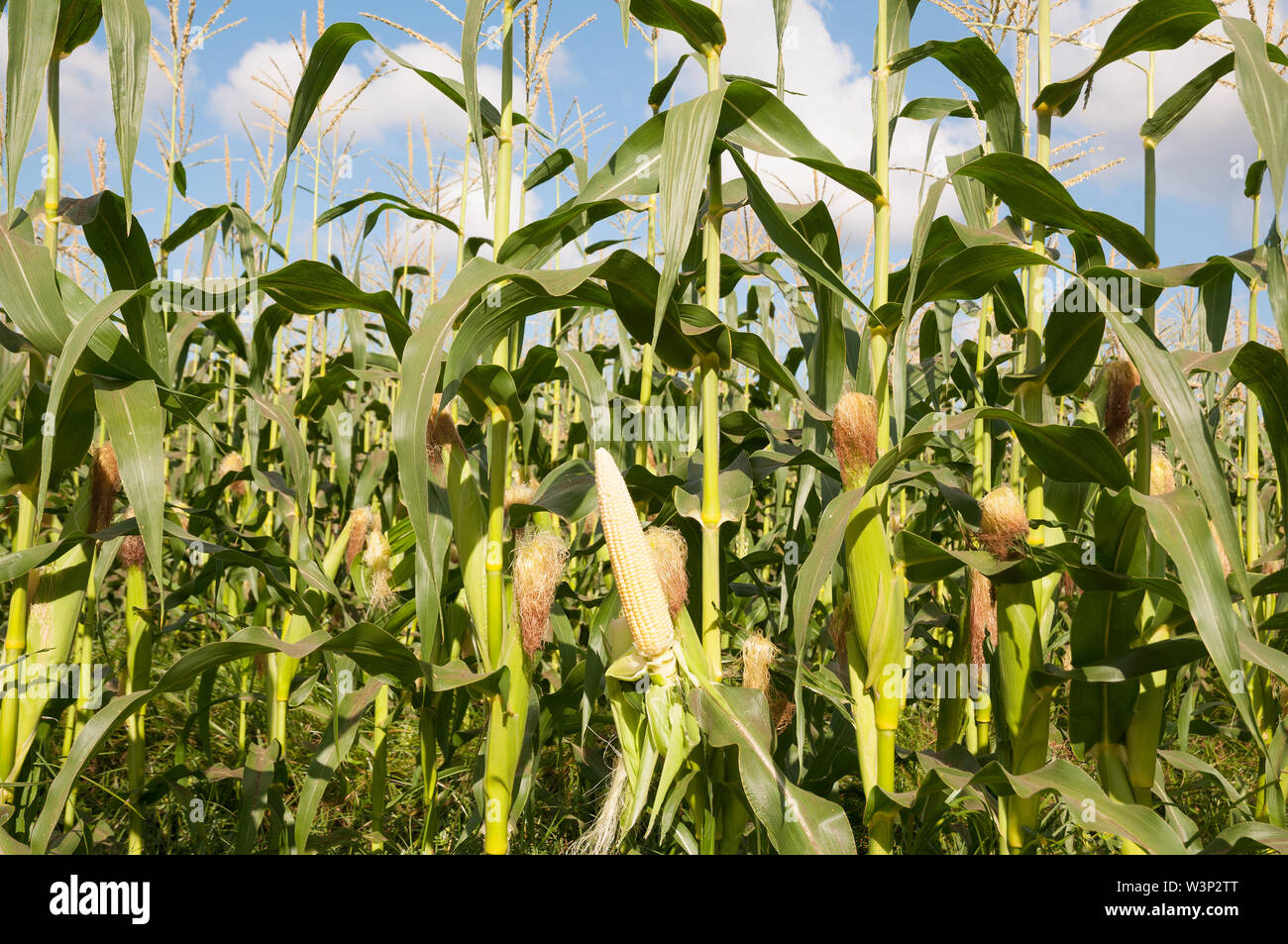 Corn field in summer time Stock Photo - Alamy
