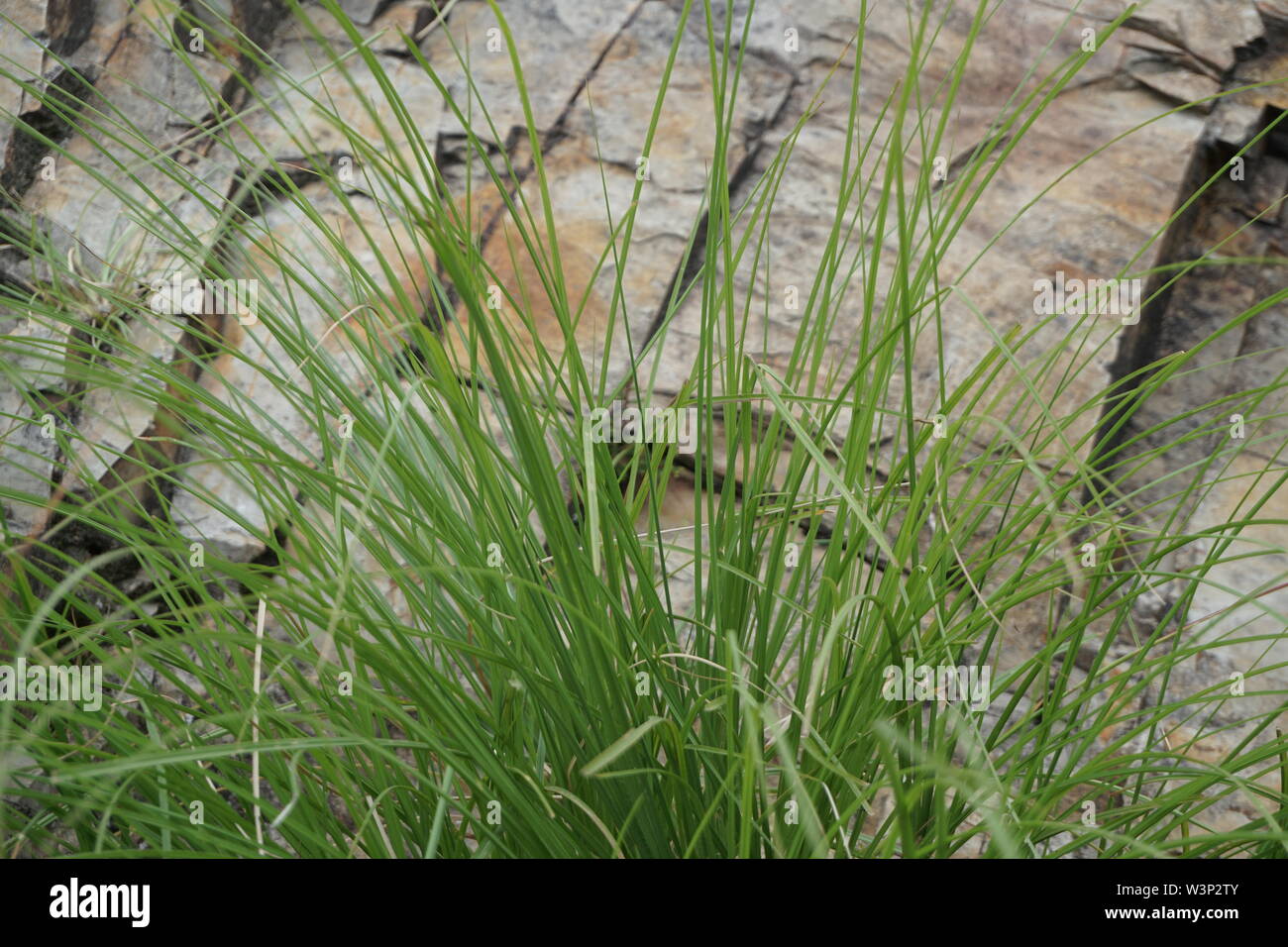 Clump of tall grass growing in front of a rock wall Stock Photo - Alamy