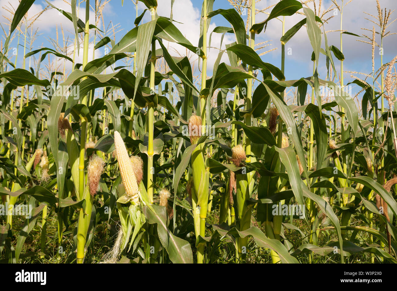 Corn field in summer time Stock Photo - Alamy