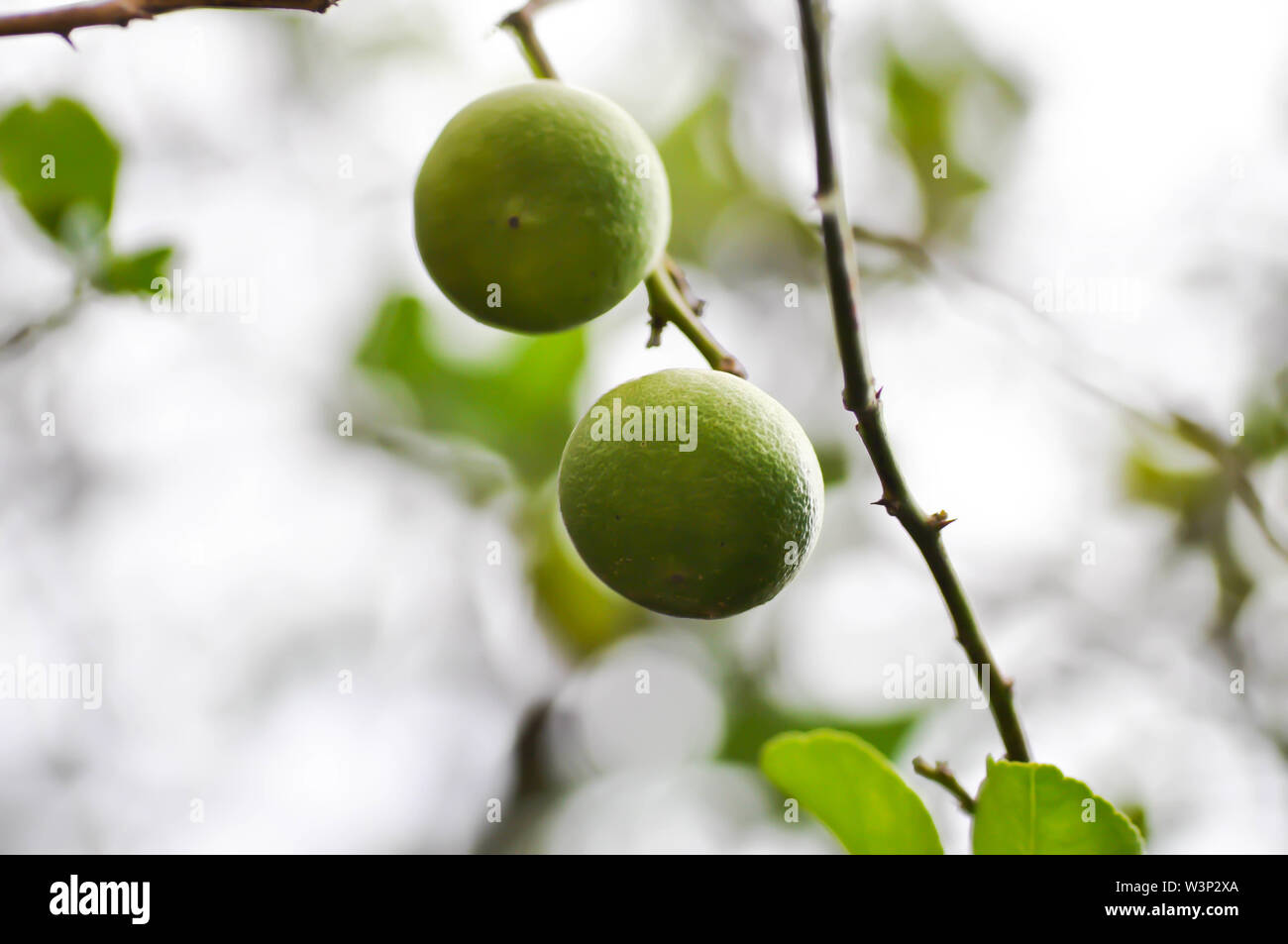 lime or lime plant on the farm Stock Photo - Alamy