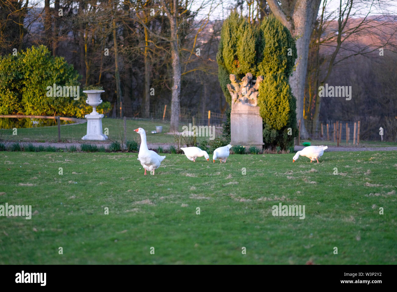 White homemade geese on the lawn of the manor house Stock Photo - Alamy