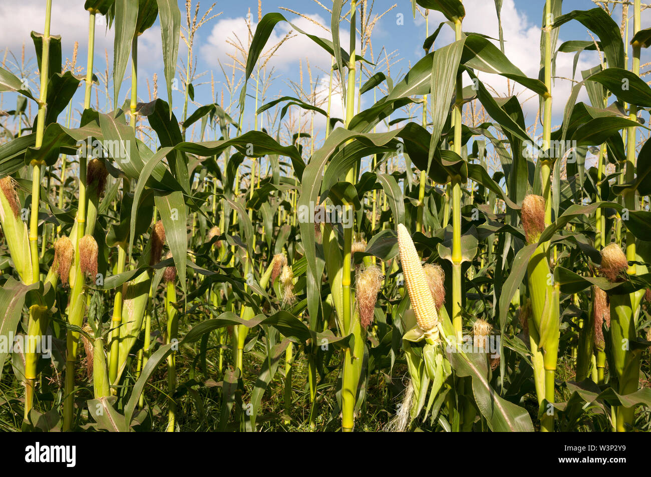 Corn field in summer time Stock Photo - Alamy