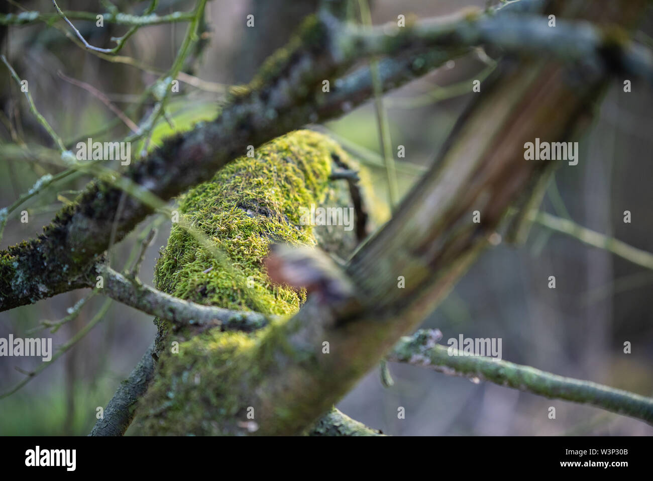 The main focus is on trees in different situations Stock Photo - Alamy