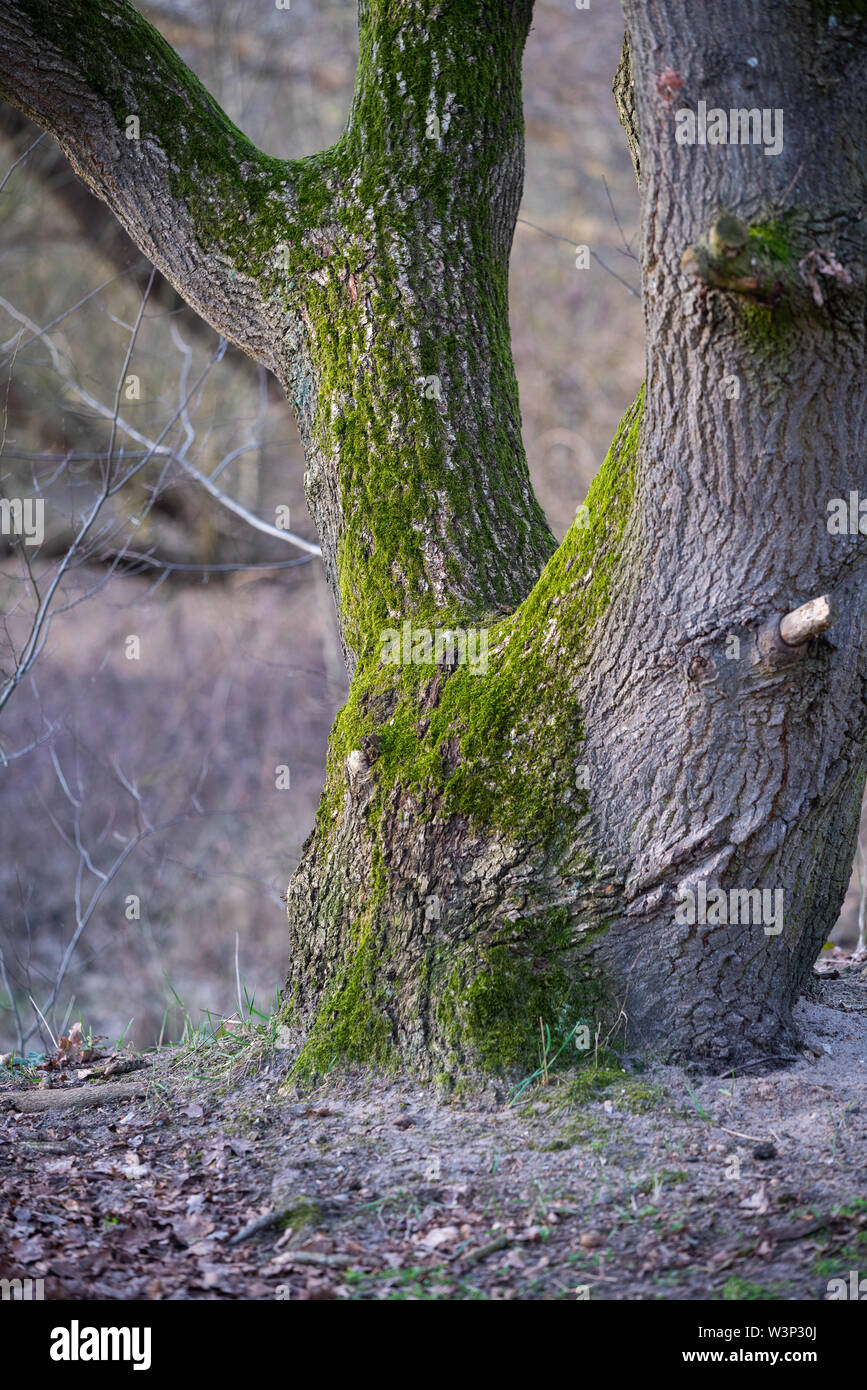 The main focus is on trees in different situations Stock Photo - Alamy