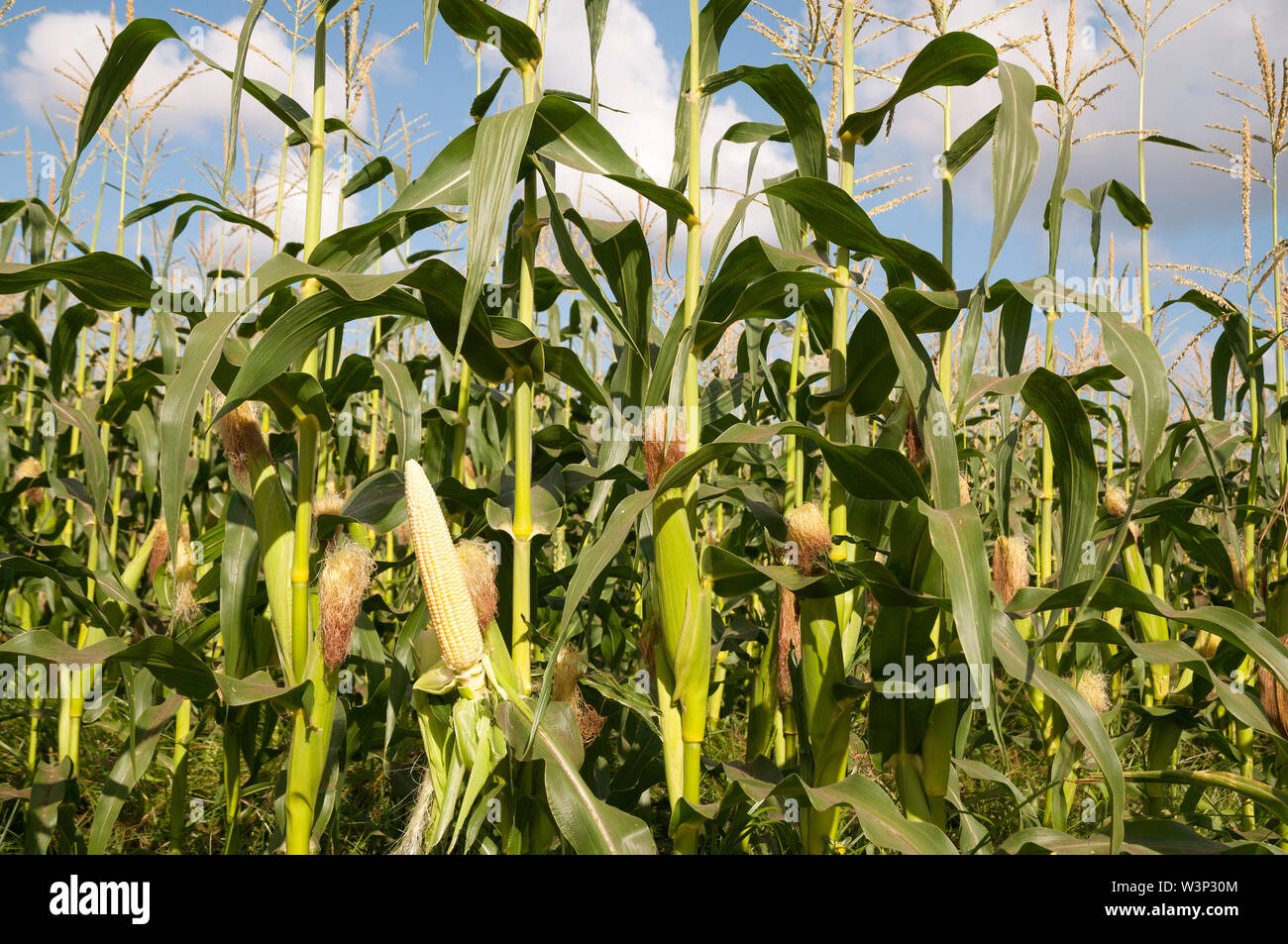 Corn field in summer time Stock Photo - Alamy
