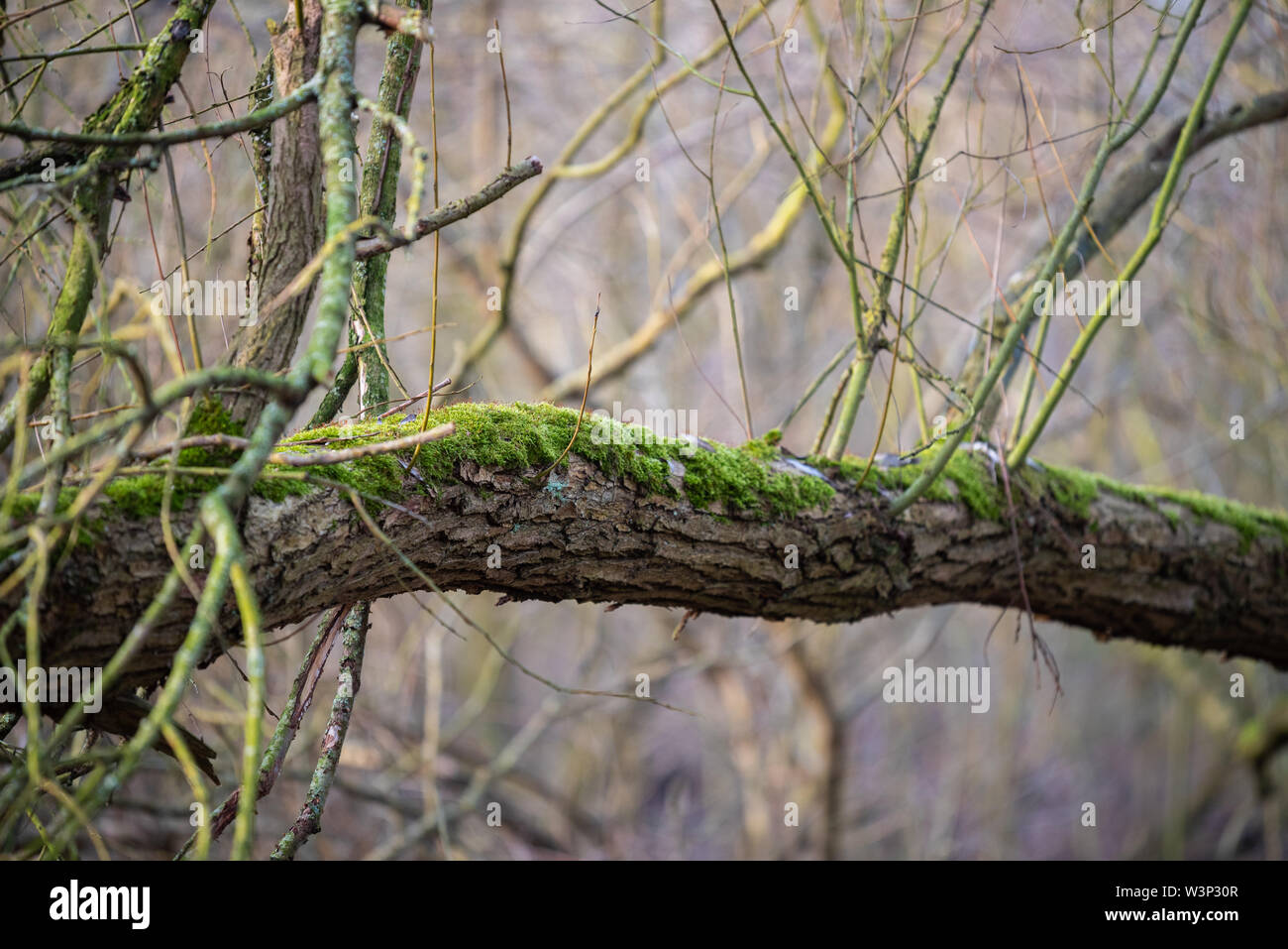 The main focus is on trees in different situations Stock Photo - Alamy