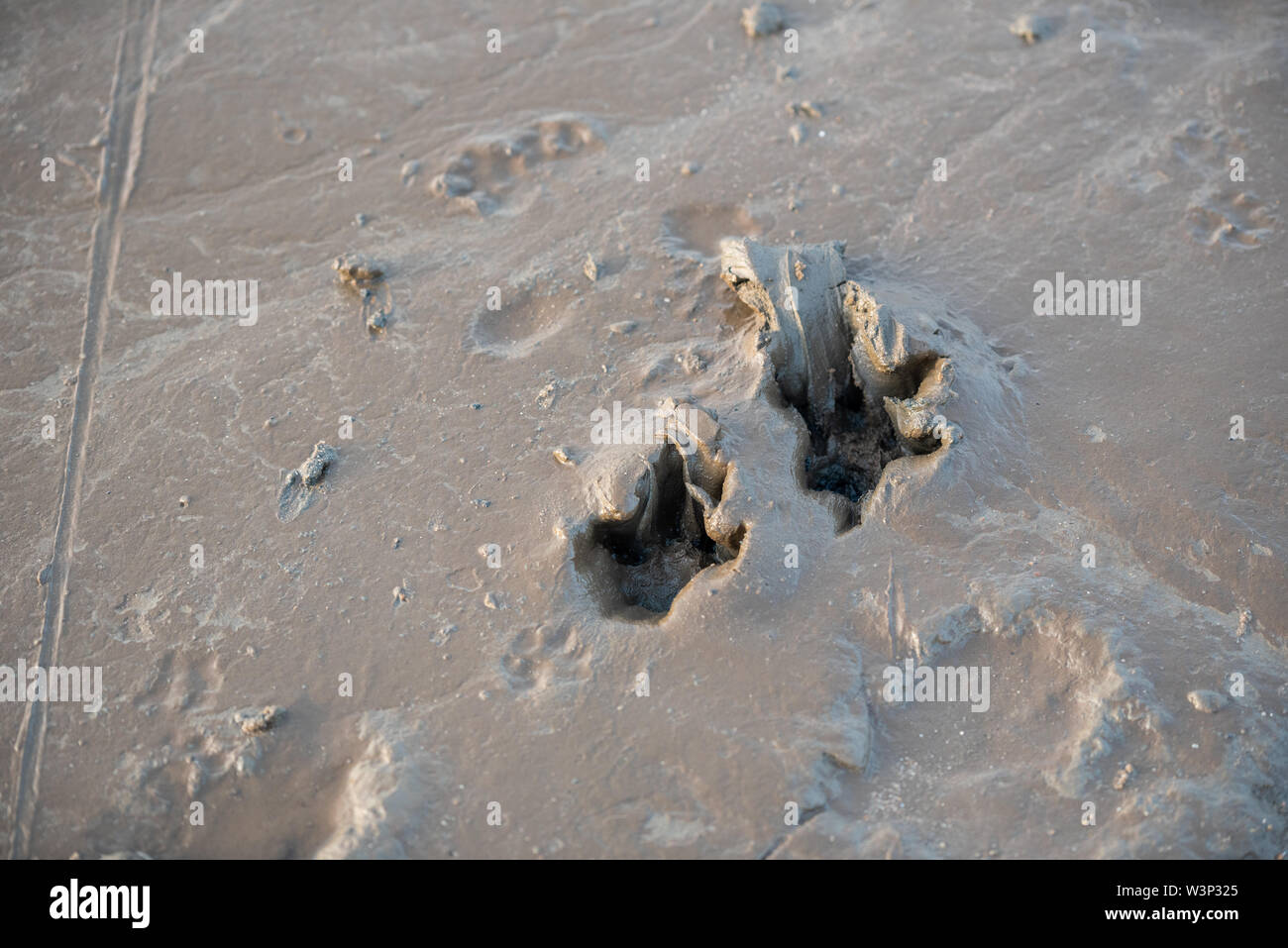 Small animal footprints hi-res stock photography and images - Alamy