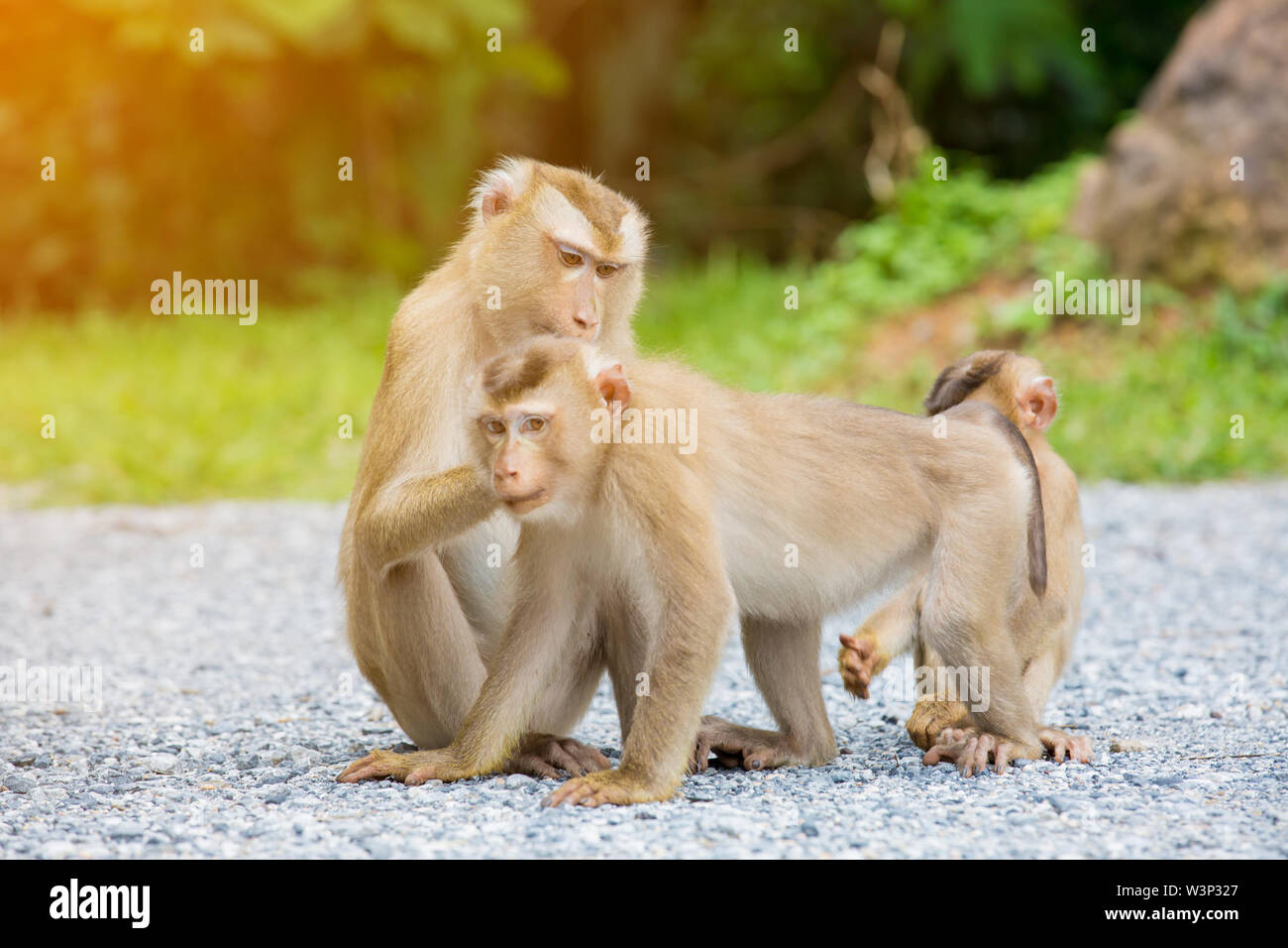 mother and baby monkey with nature background Stock Photo - Alamy