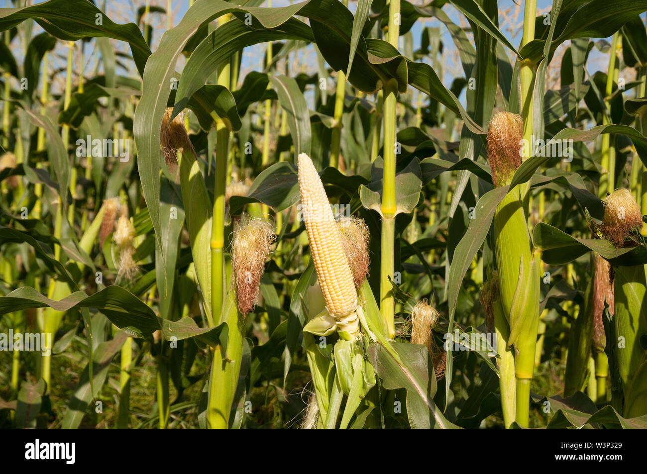 Corn field in summer time Stock Photo - Alamy