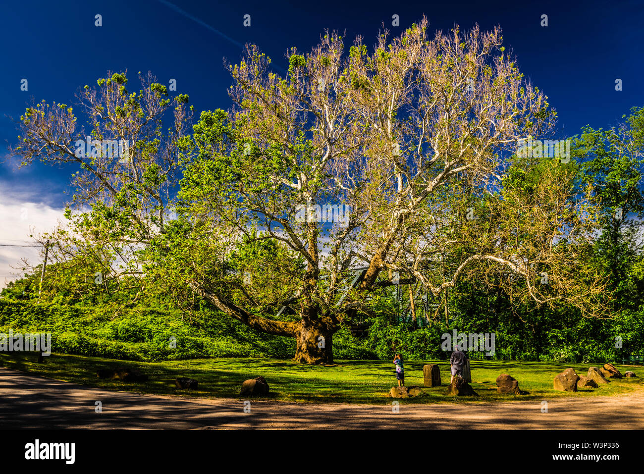Pinchot Sycamore Simsbury, Connecticut, USA Stock Photo - Alamy