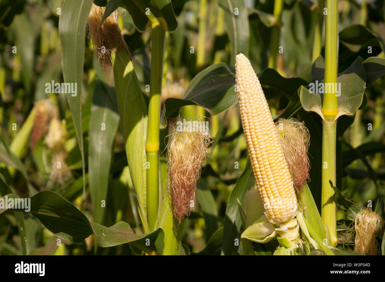 Corn field in summer time Stock Photo - Alamy
