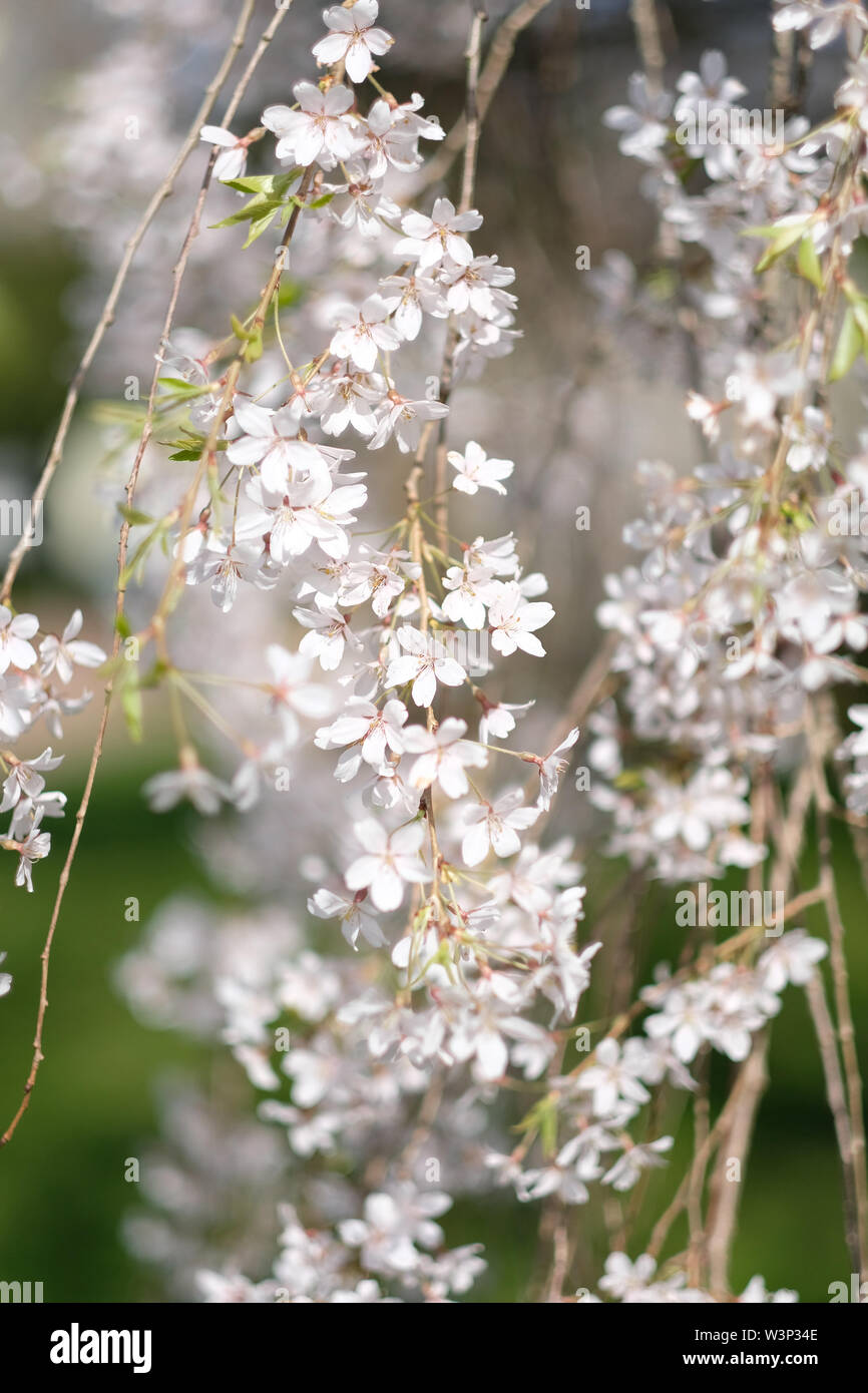 Flowering tree branches against the green lawn of the botanical garden ...