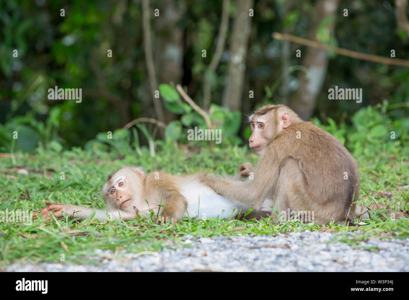 mother and baby monkey with nature background Stock Photo - Alamy