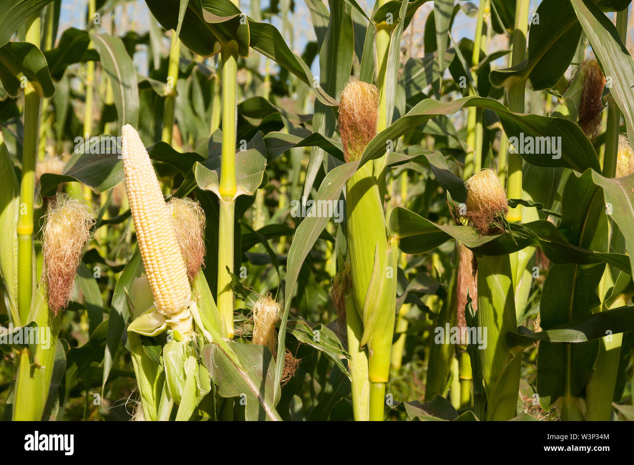 Corn field in summer time Stock Photo - Alamy