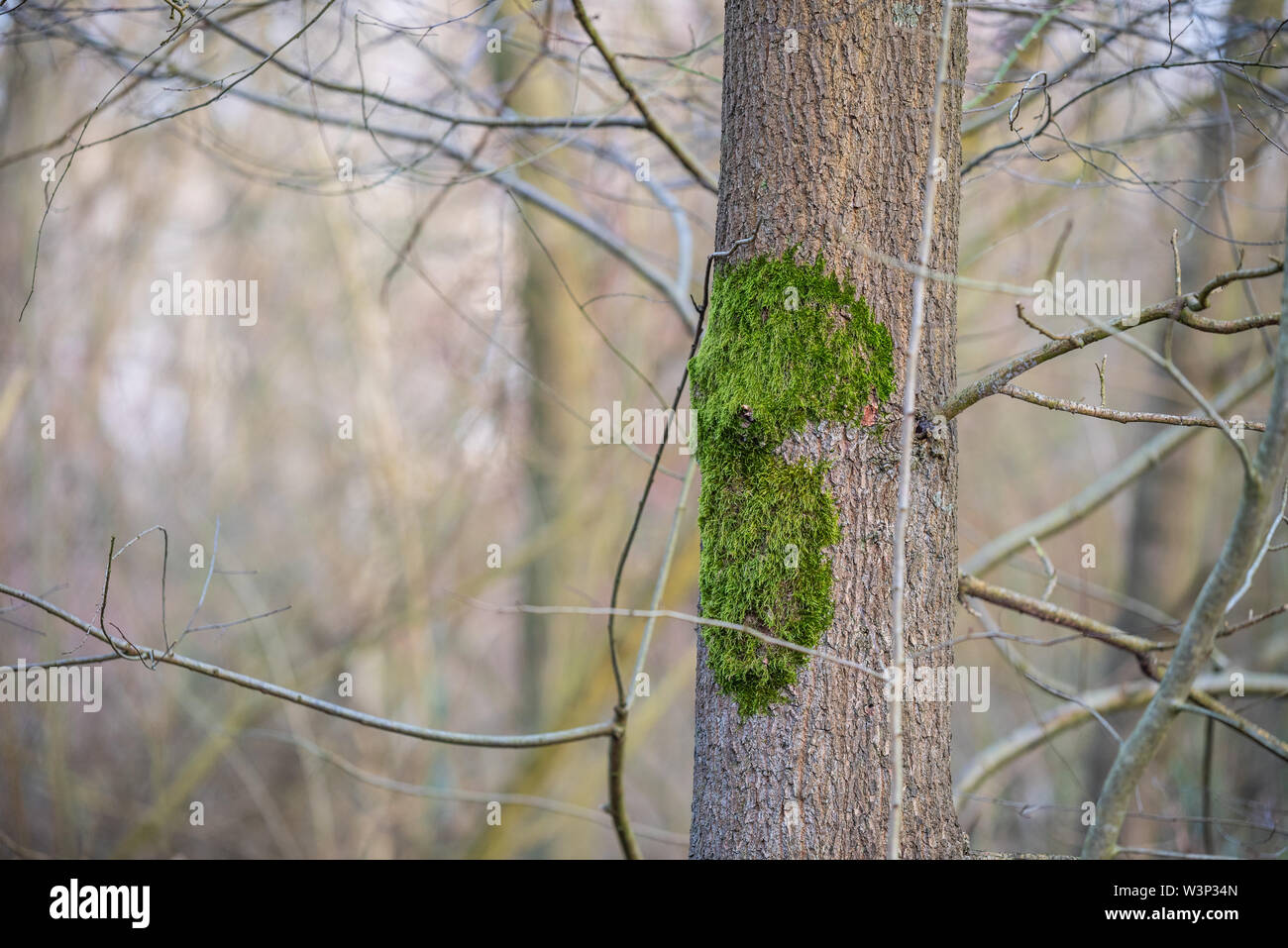 The main focus is on trees in different situations Stock Photo - Alamy