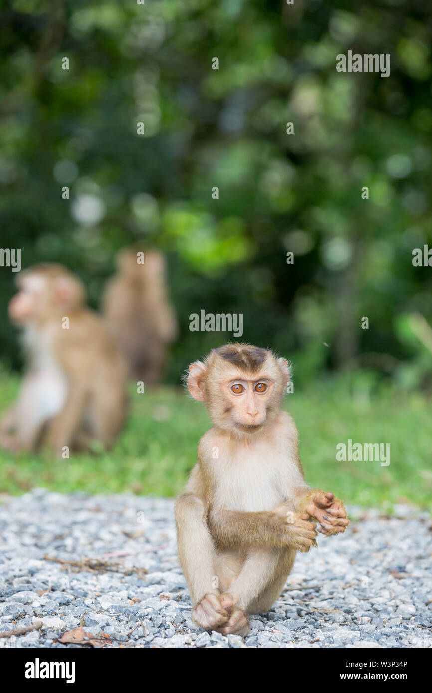 baby monkey is sitting alone Stock Photo - Alamy