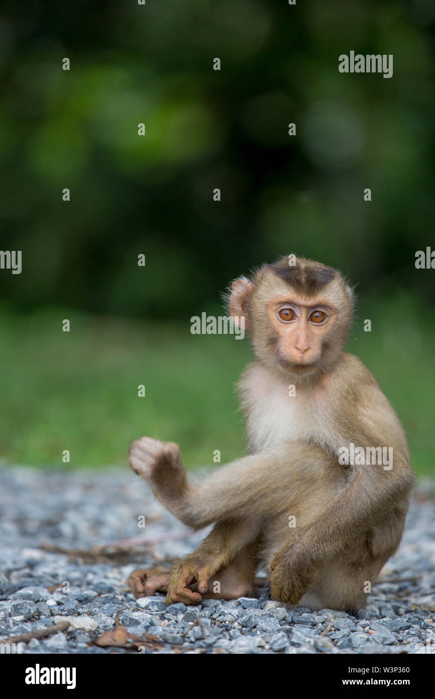 baby monkey is sitting alone Stock Photo - Alamy